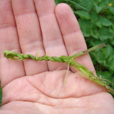 Eating Japanese Knotweed - Wild Walks Southwest