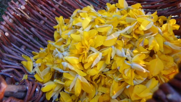 10 Benefits of Gorse - Wild Walks Southwest