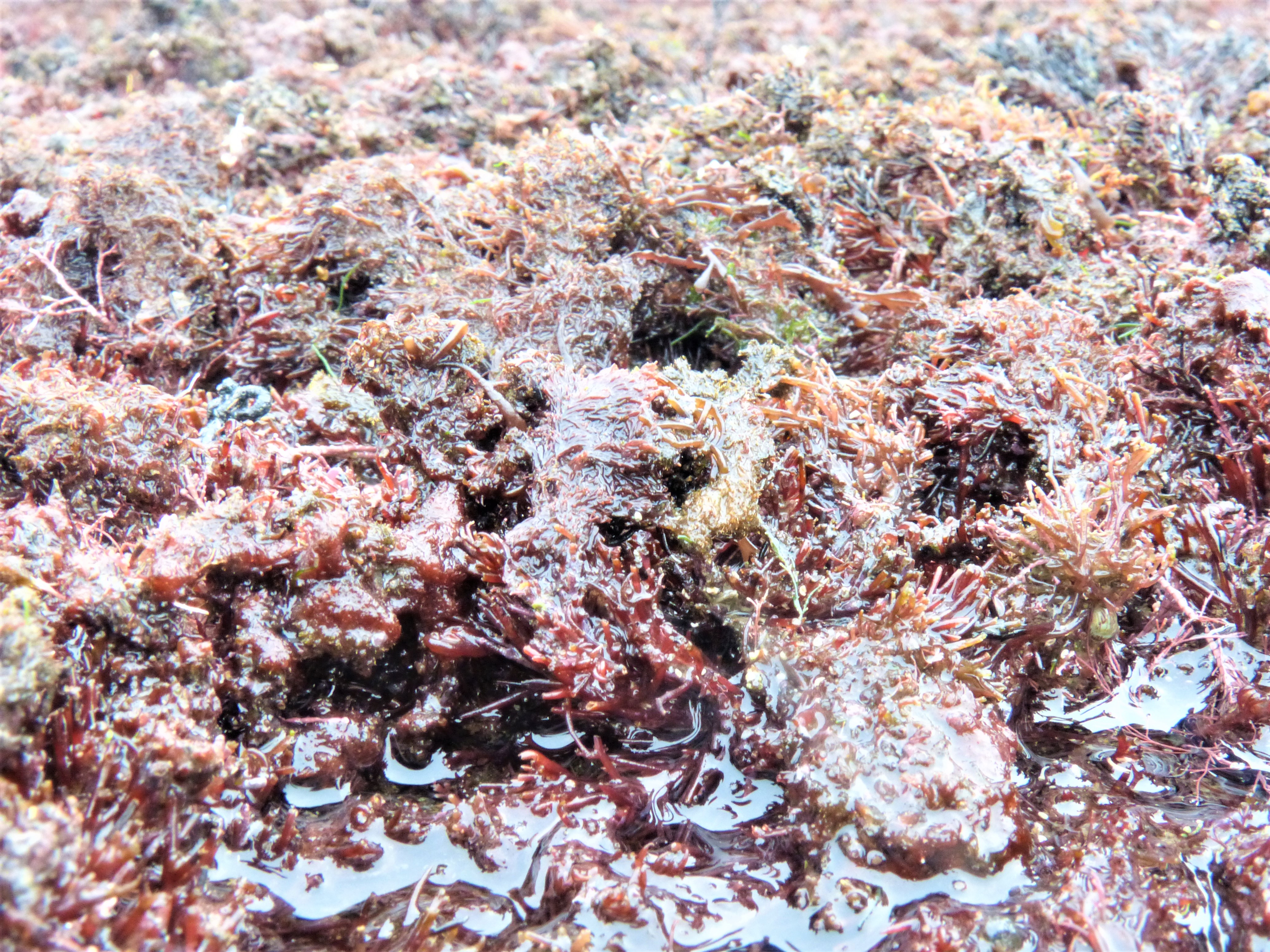 2 Billion Old Seaweed and Still Tasty! - Wild Walks Southwest