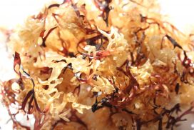 Carrageen Seaweed Cough and Cold Syrup - Wild Walks Southwest