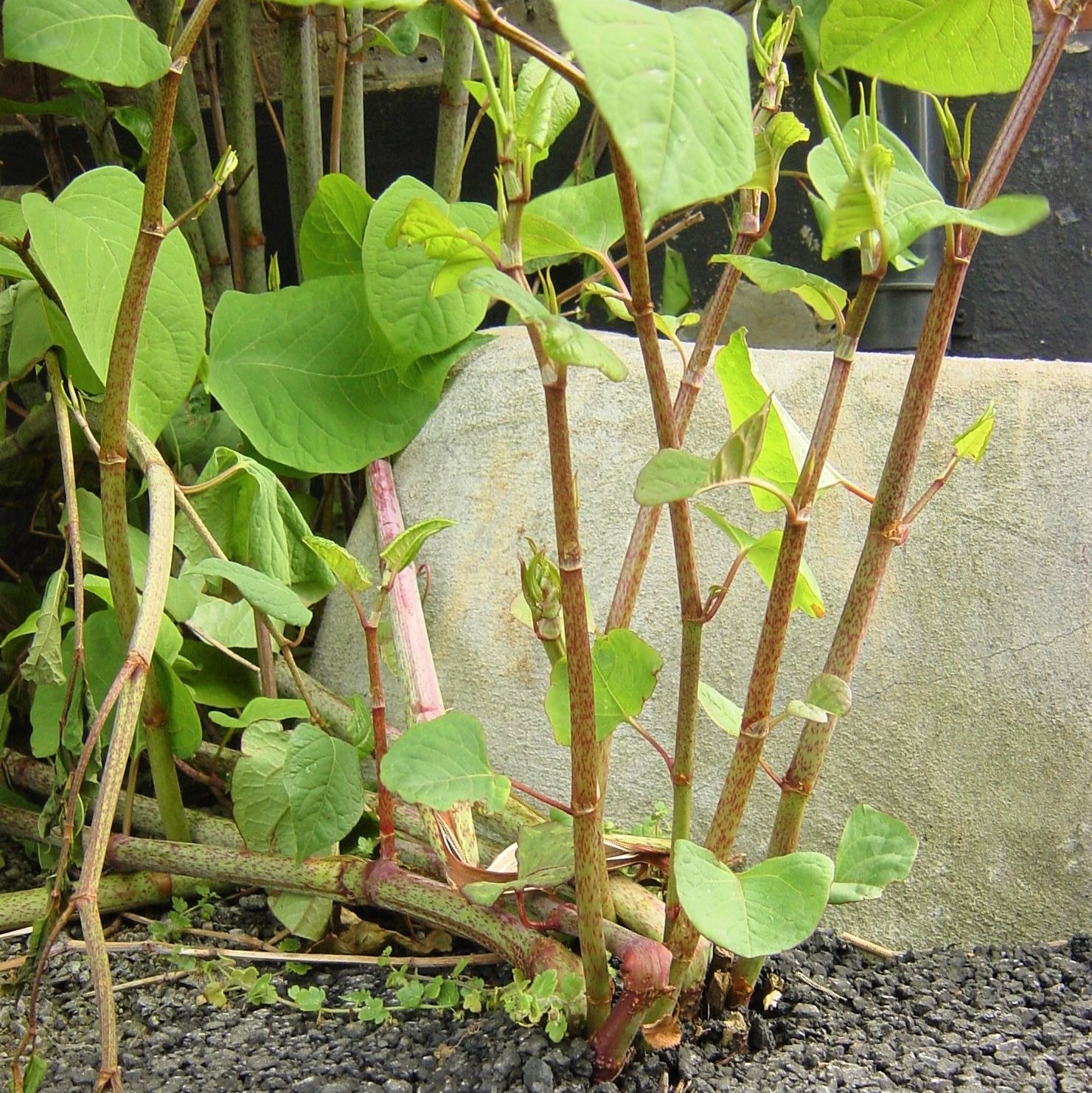 The Invasive Weed That s Actually Edible N00neishere The Invasive Weed That s Actually Edible N00neishere