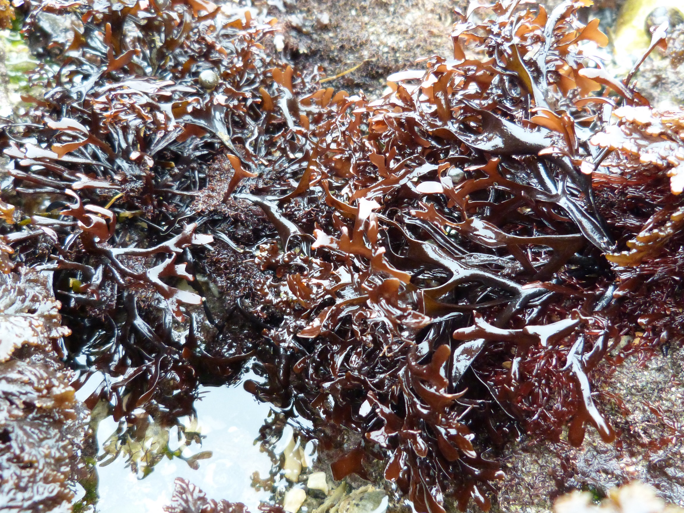 Mastocarpus Stellatus