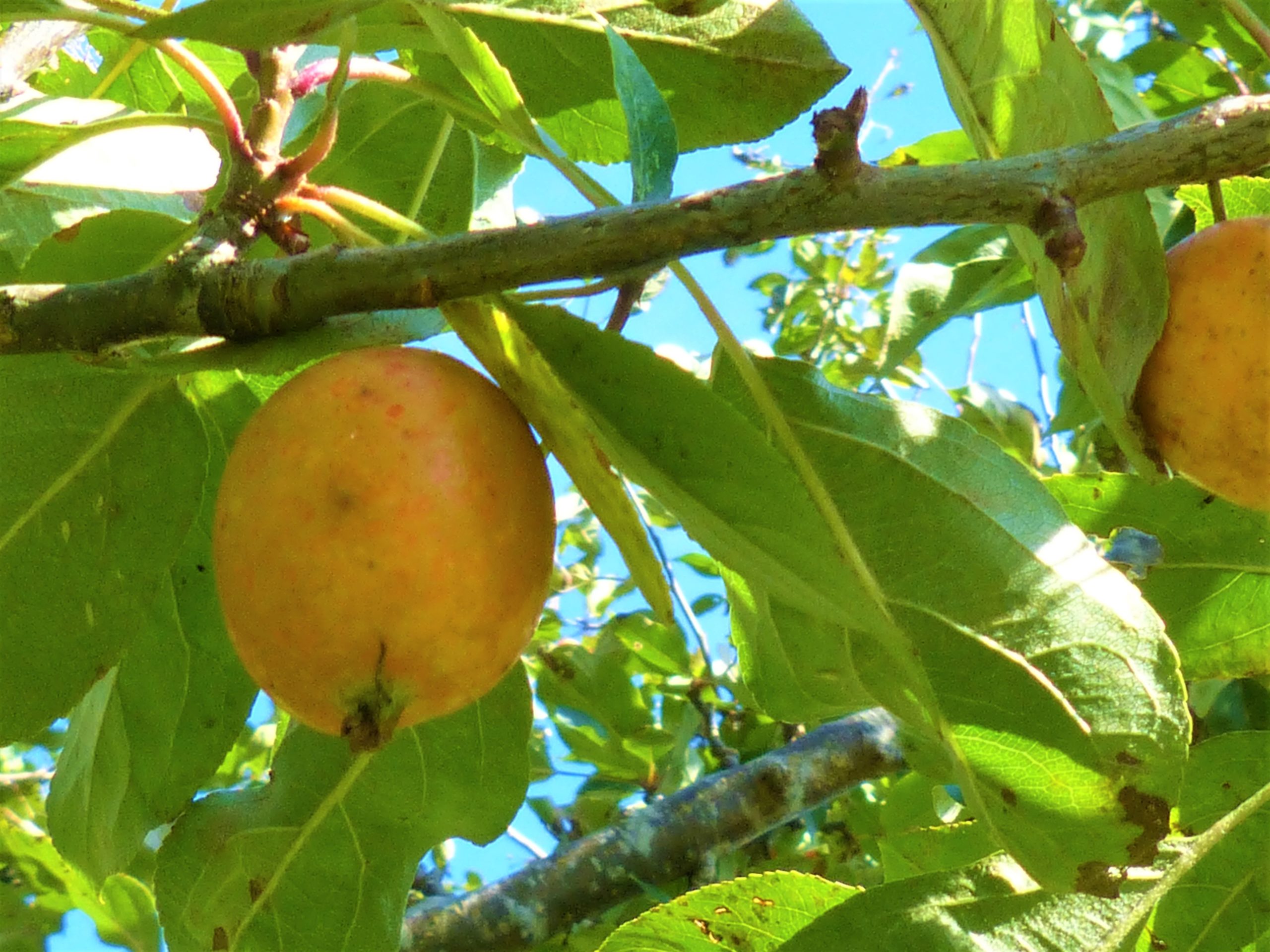 Wild Apple Curd Recipe - Wild Walks Southwest