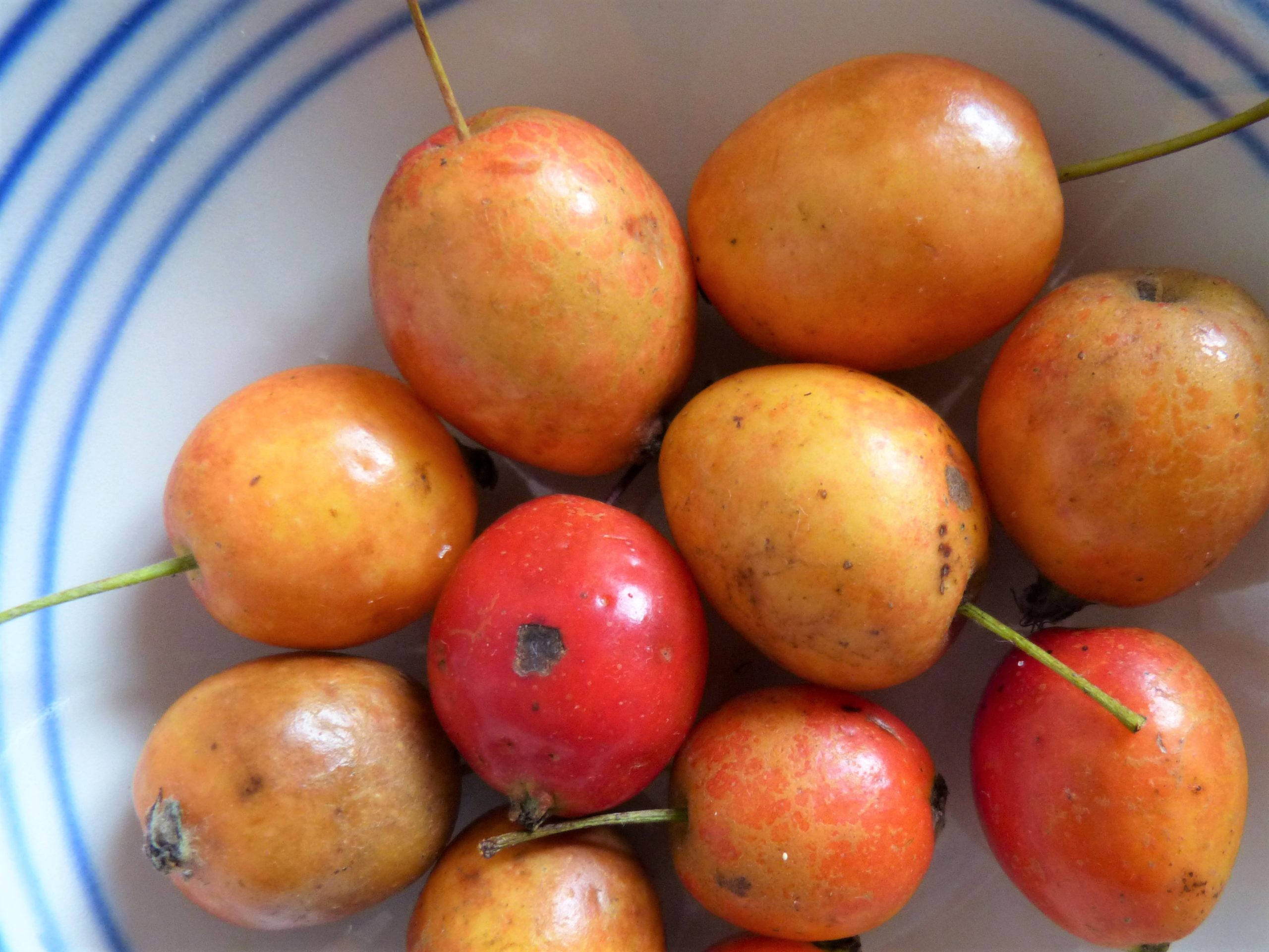 Wild Apple Curd Recipe - Wild Walks Southwest