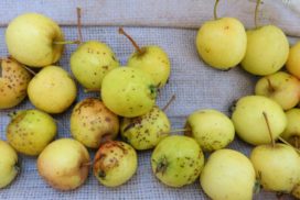 Wild Apple Curd Recipe - Wild Walks Southwest
