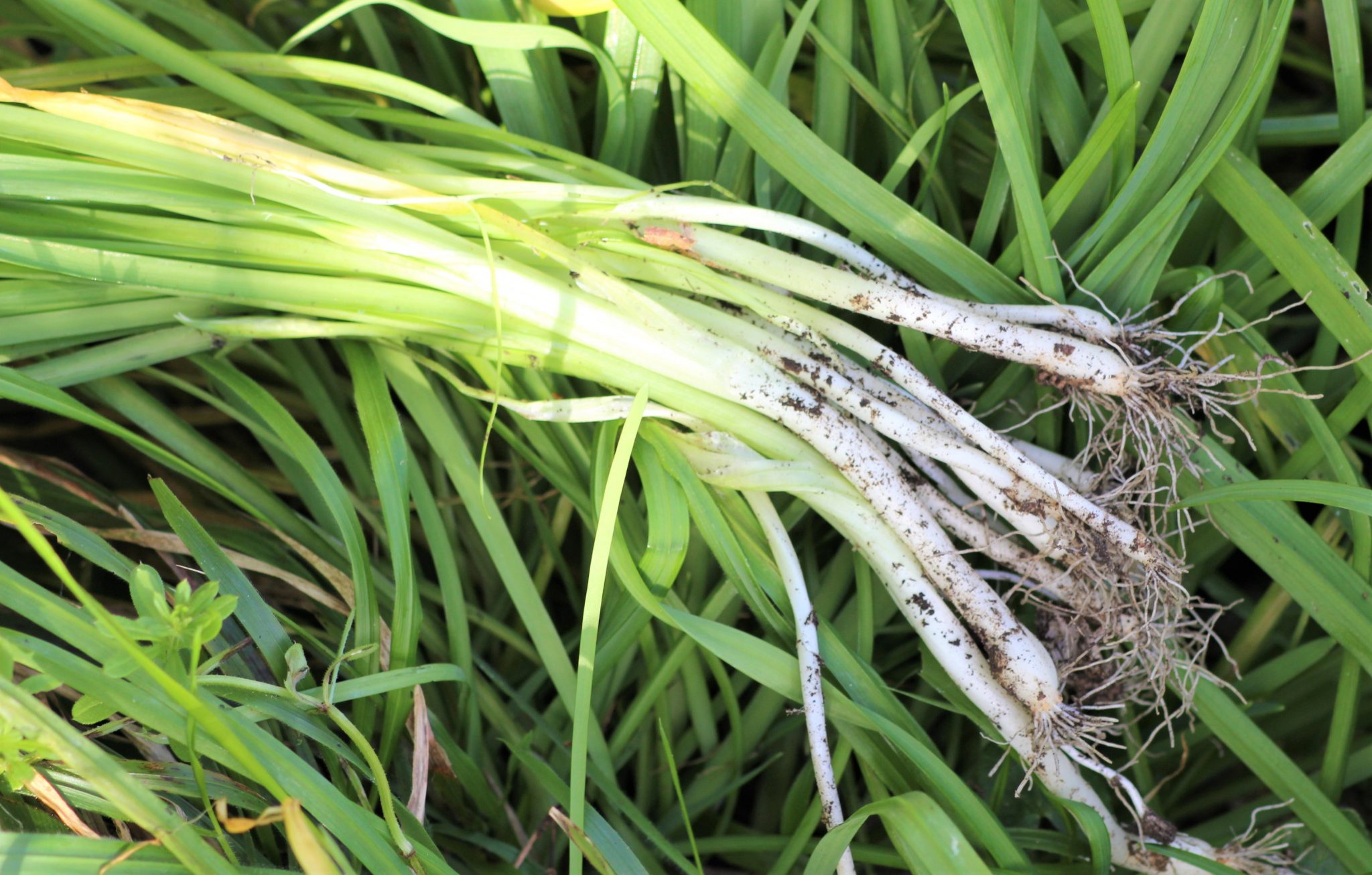 All about Three Cornered Leek - Wild Walks Southwest