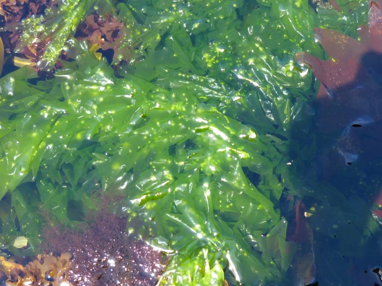 How and When to Harvest Green Seaweeds - Wild Walks Southwest