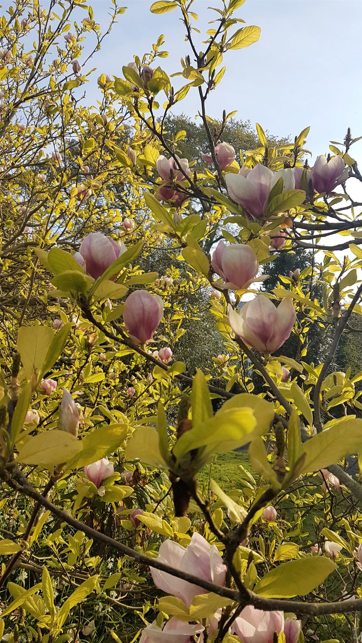 Wild Food: Magnolia petals - Wild Walks Southwest