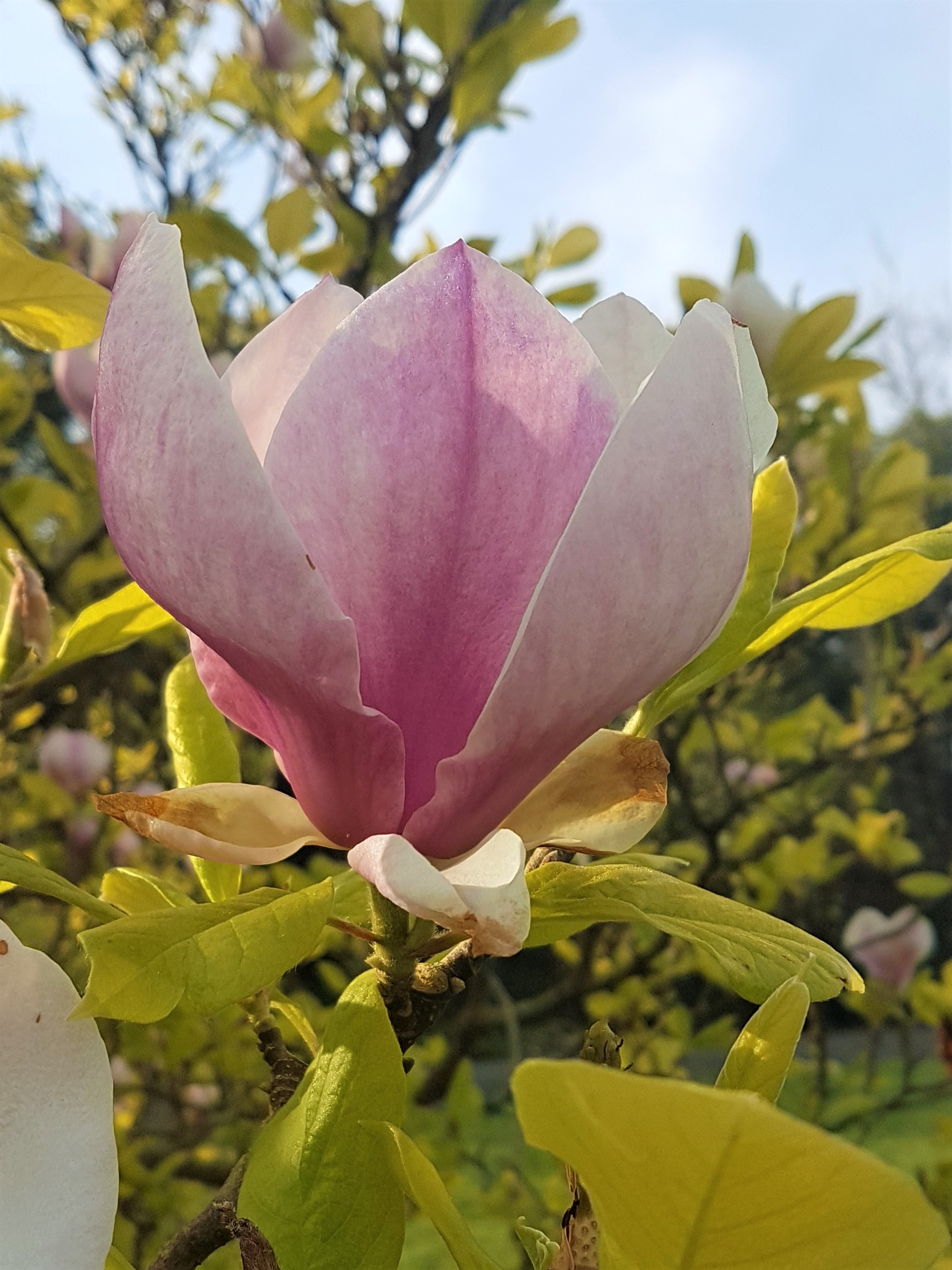 Wild Food: Magnolia petals - Wild Walks Southwest