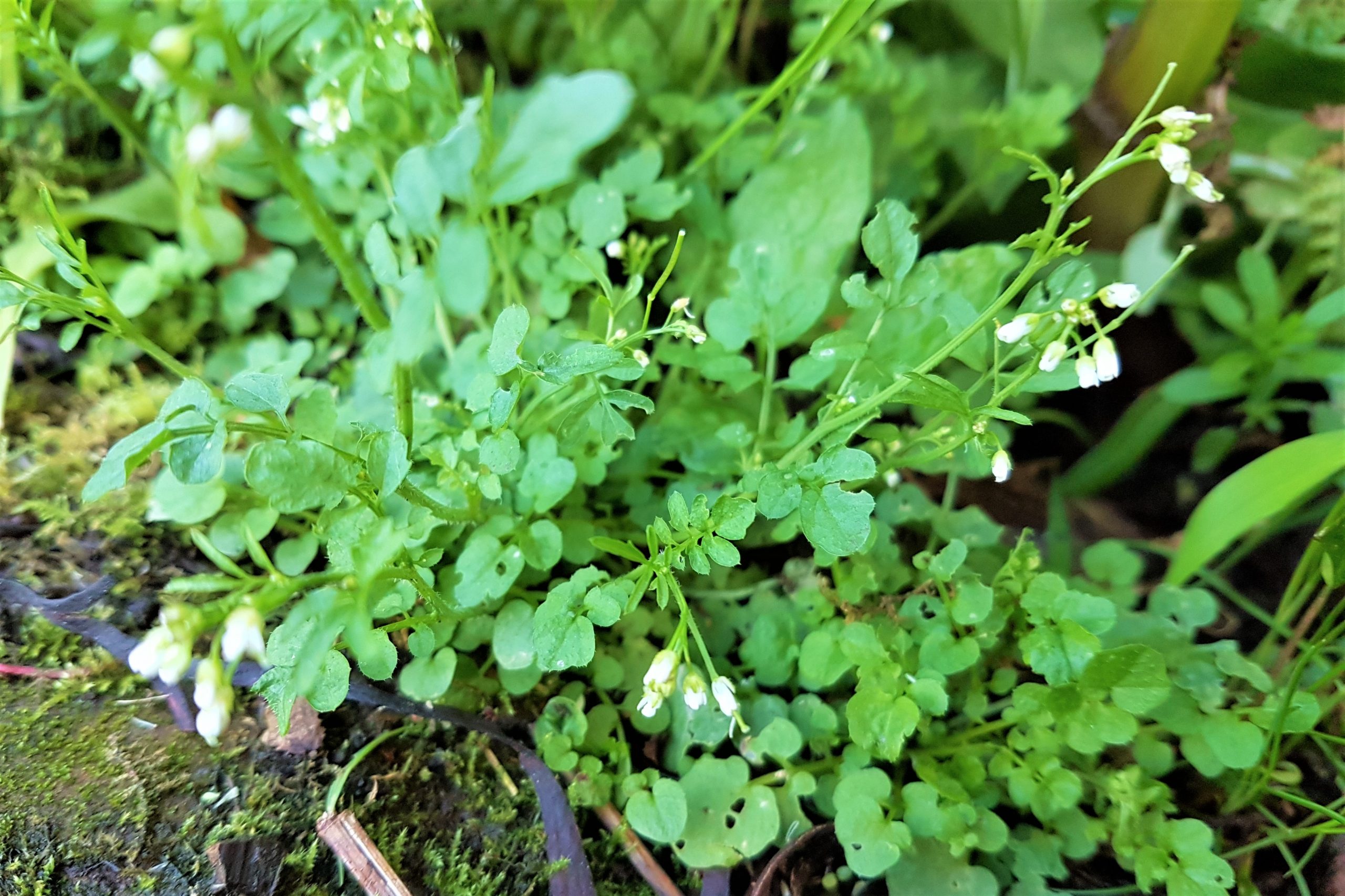 Wild Food: Hairy Bittercress - Wild Walks Southwest