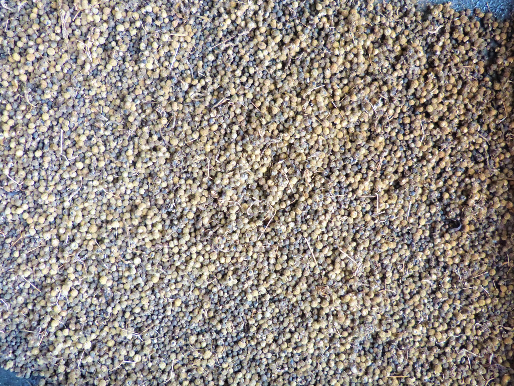 How to Make Wild Cleaver Coffee - Wild Walks Southwest
