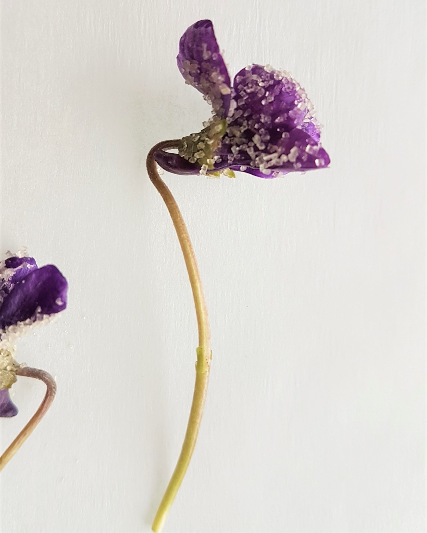 Crystallising Wild Flowers - Wild Walks Southwest
