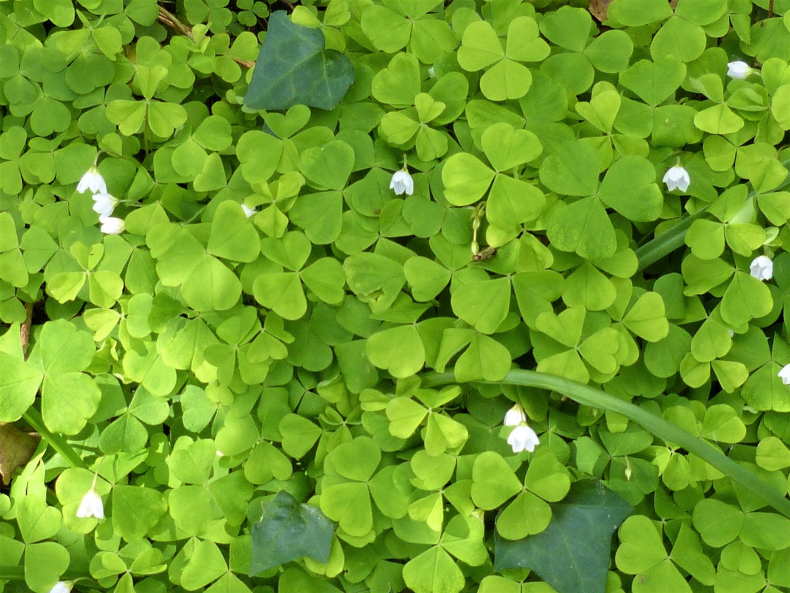 Wild Food: Wood Sorrel family - Wild Walks Southwest