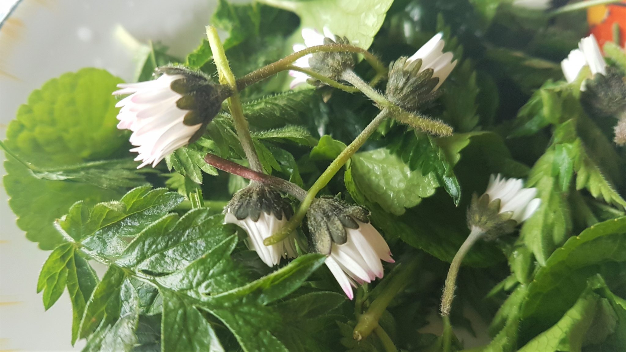 Wild Food: Daisies - Wild Walks Southwest