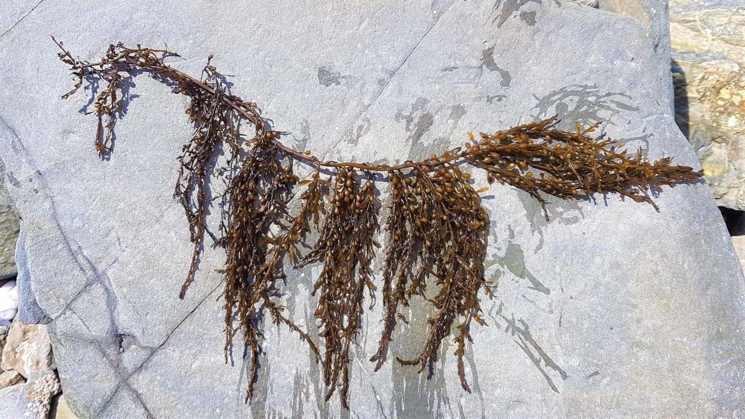 Fishy (Vegetarian) Seaweed dip - Wild Walks Southwest