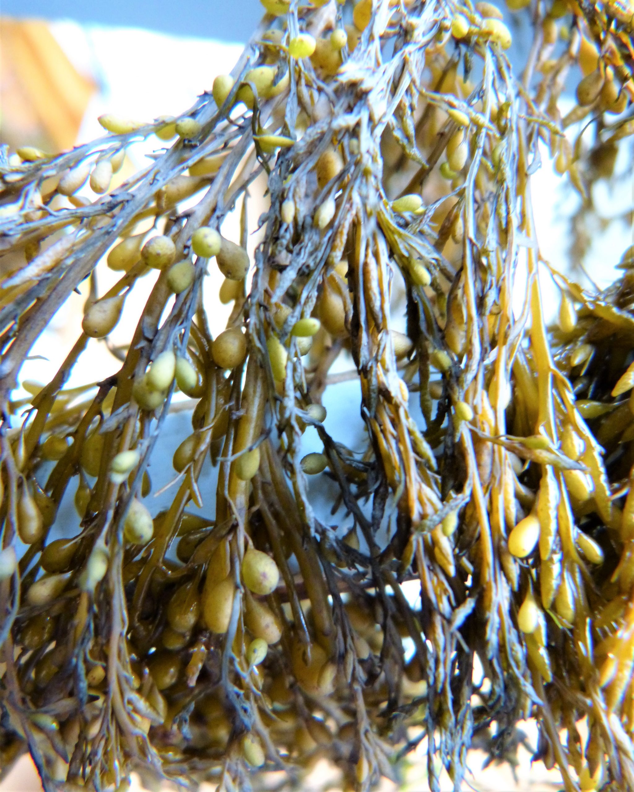 Fishy (Vegetarian) Seaweed dip - Wild Walks Southwest