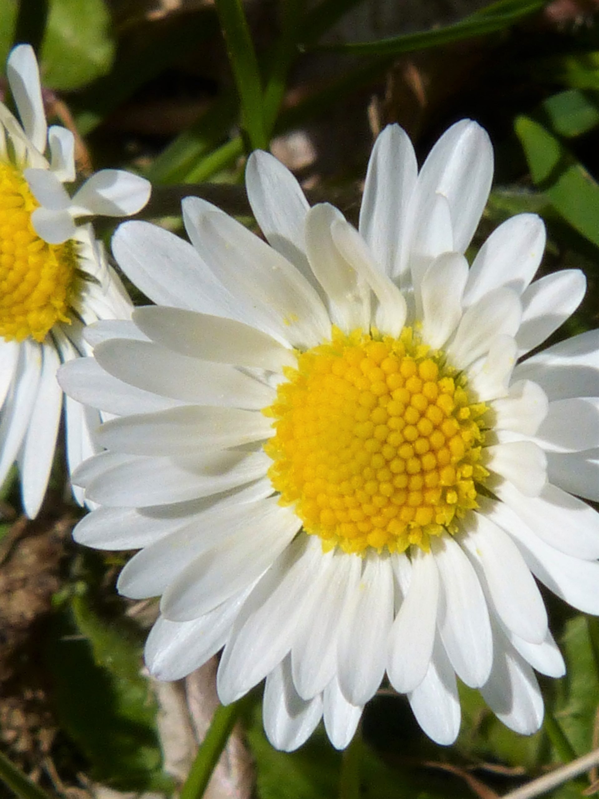 Wild Food: Daisies - Wild Walks Southwest