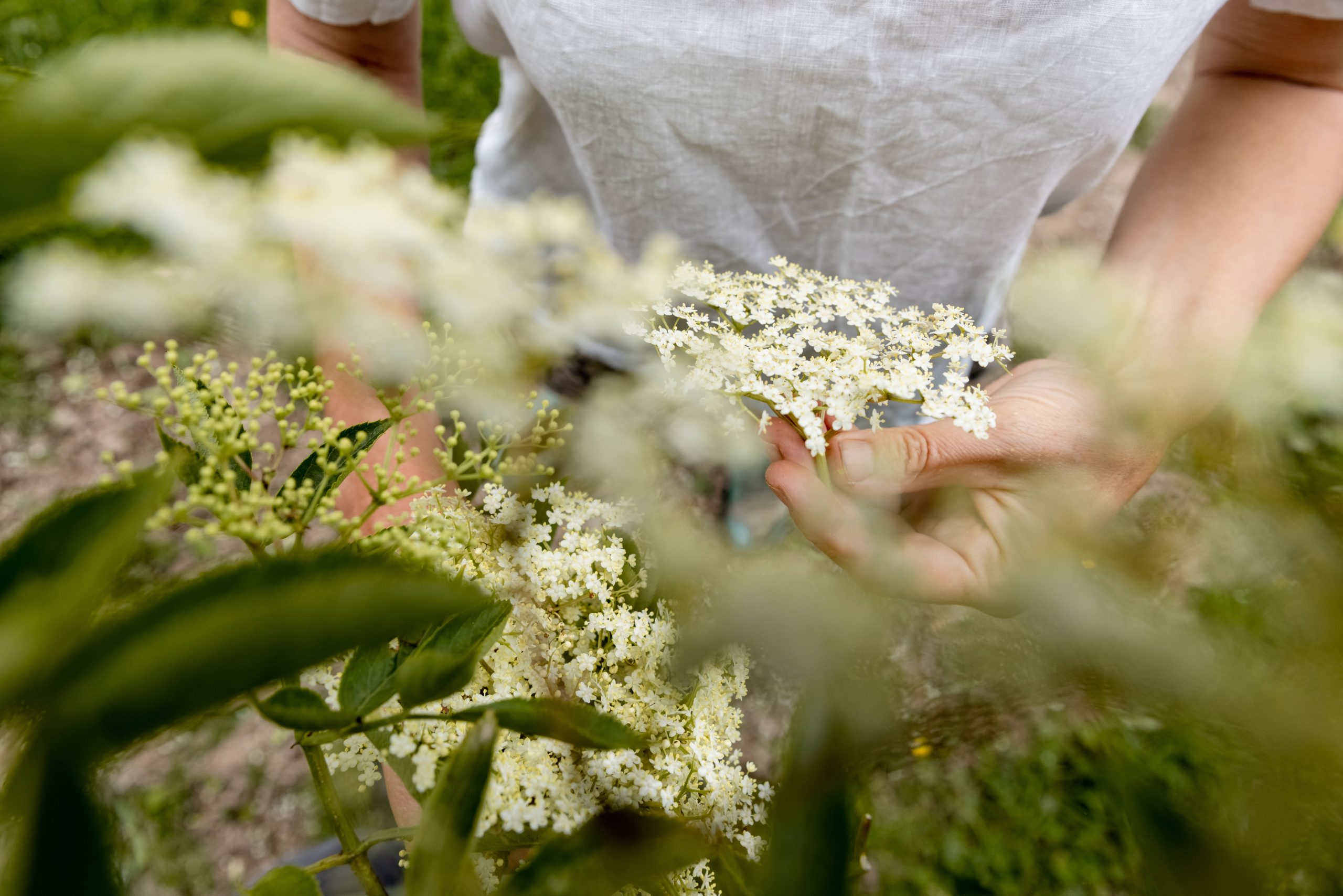 12 (one dozen) Elderflower recipes - Wild Walks Southwest