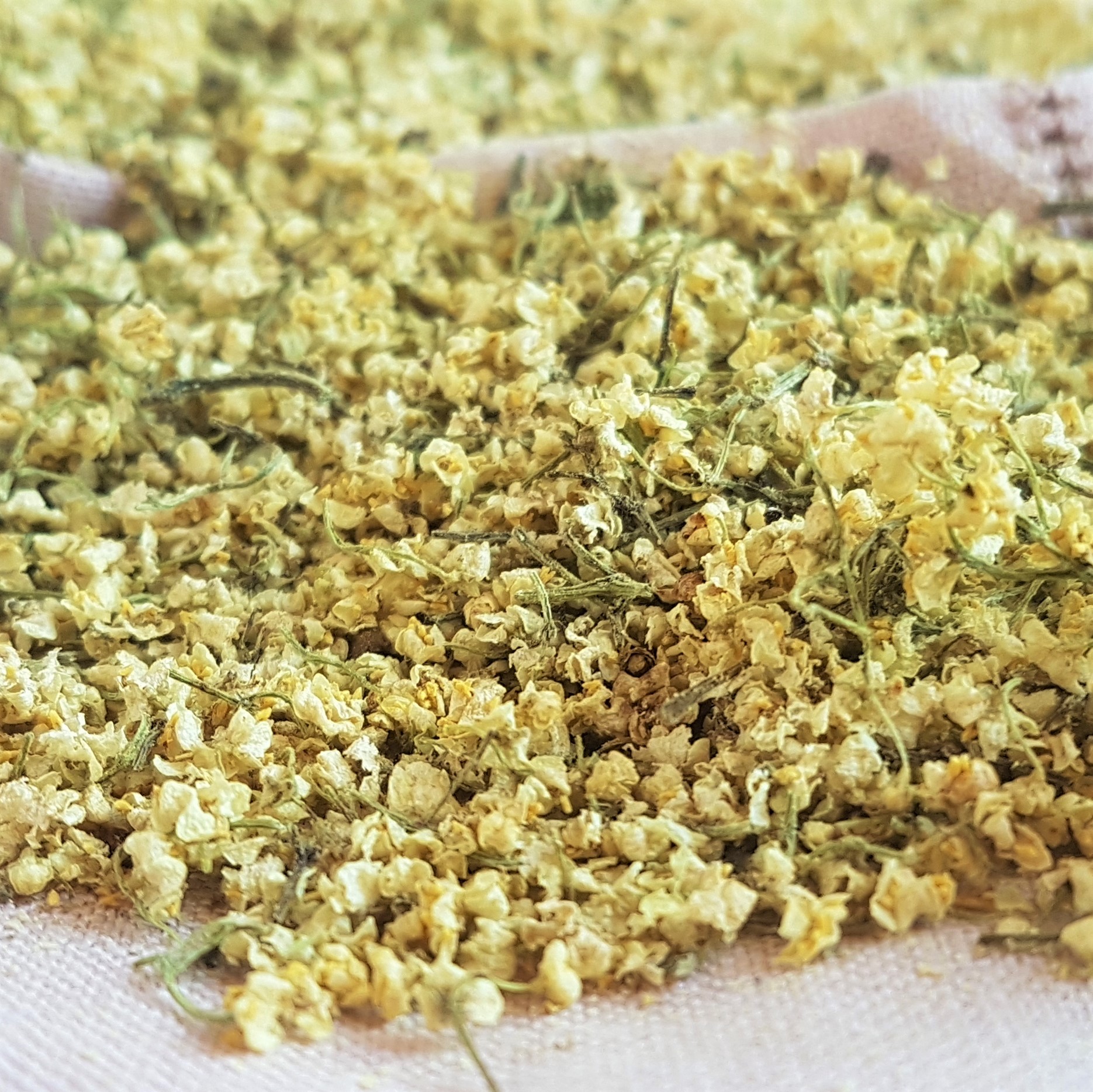 12 (one dozen) Elderflower recipes - Wild Walks Southwest