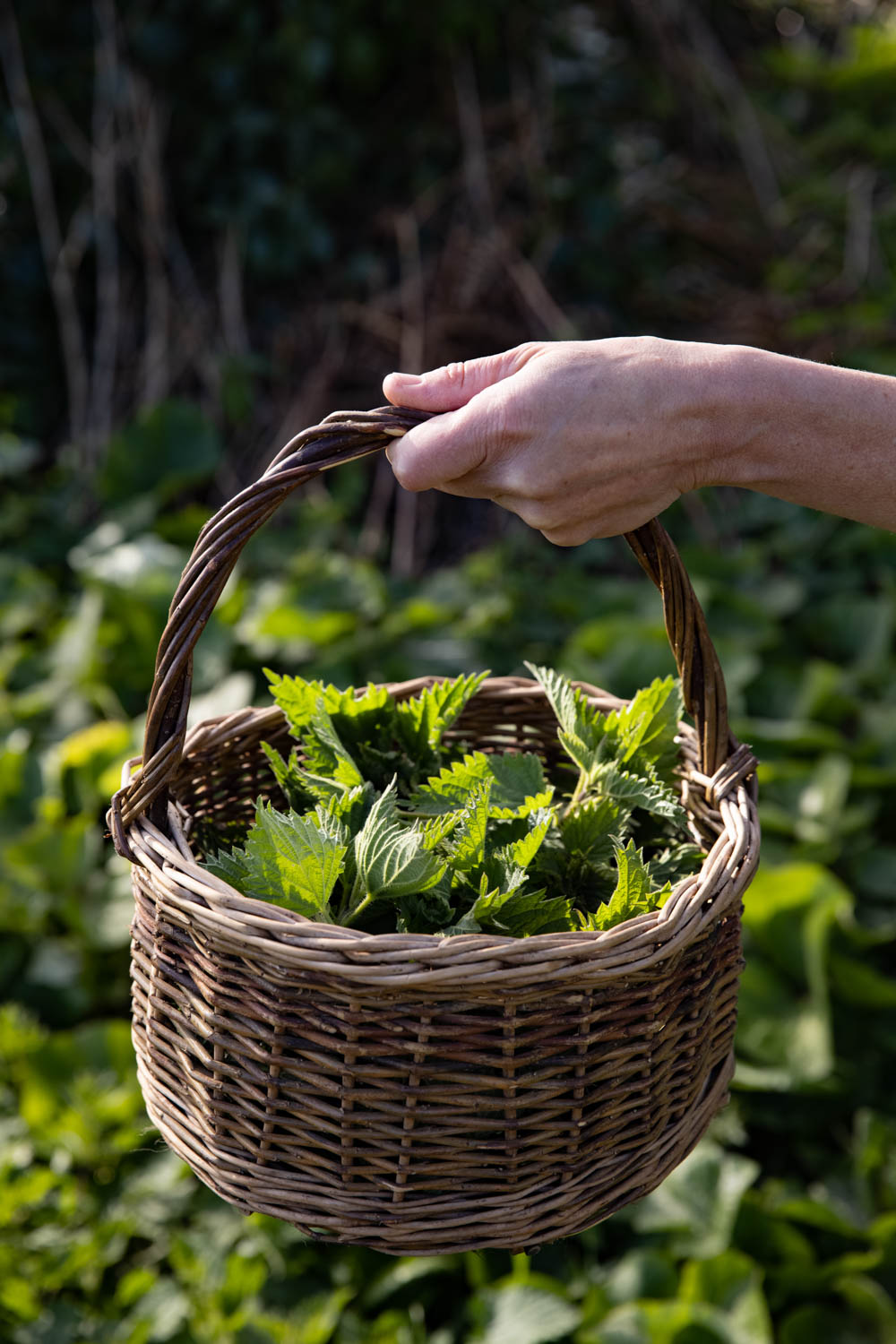 Sat 7th Mar EARLY SPRING Foraging & Tasting - Wild Walks Southwest