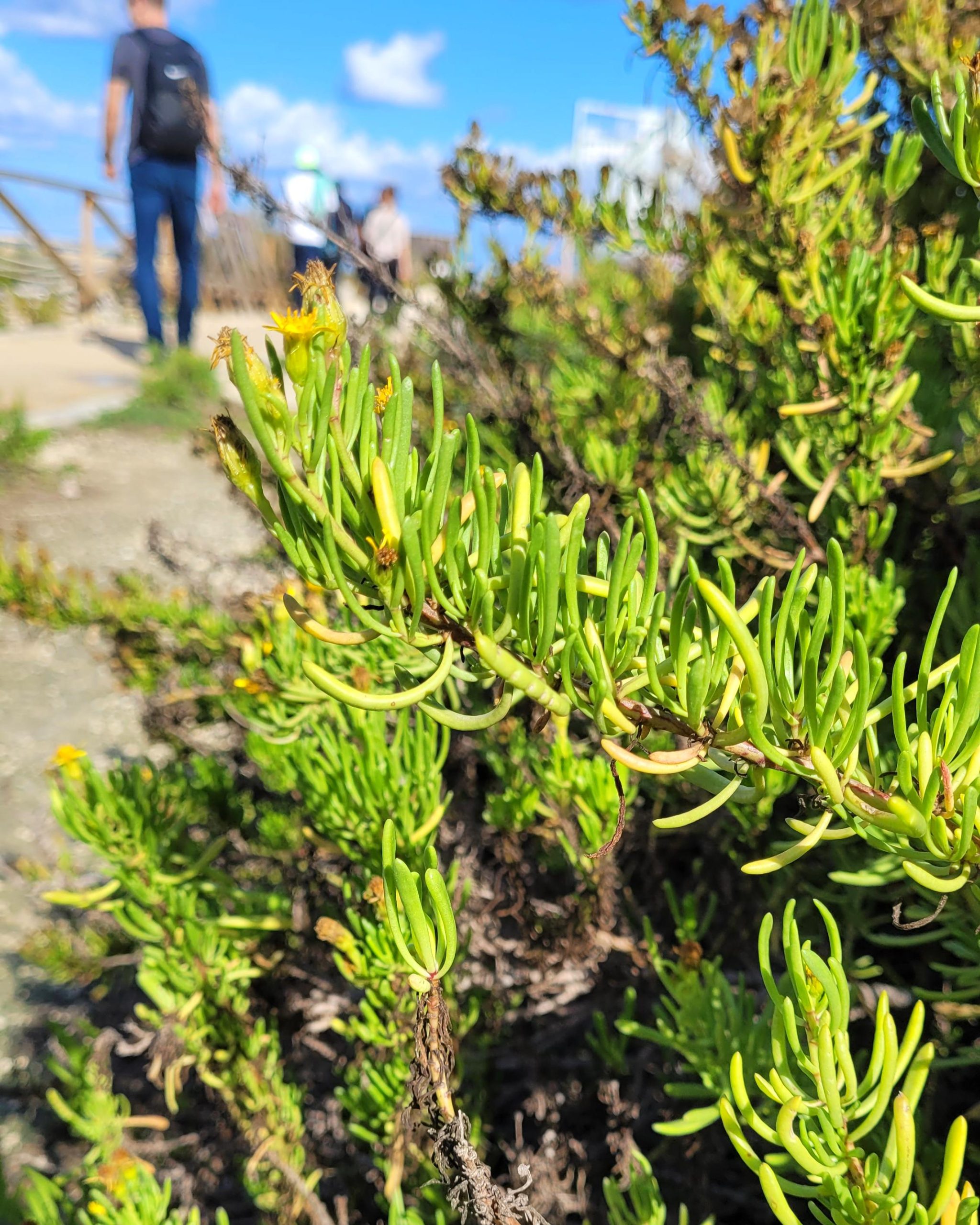 7 Common Wild Foods in Malta - Wild Walks Southwest