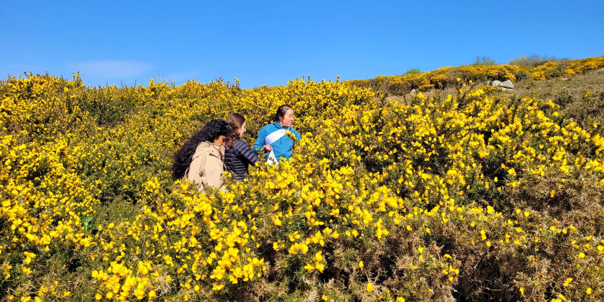 10 Benefits of Gorse - Wild Walks Southwest
